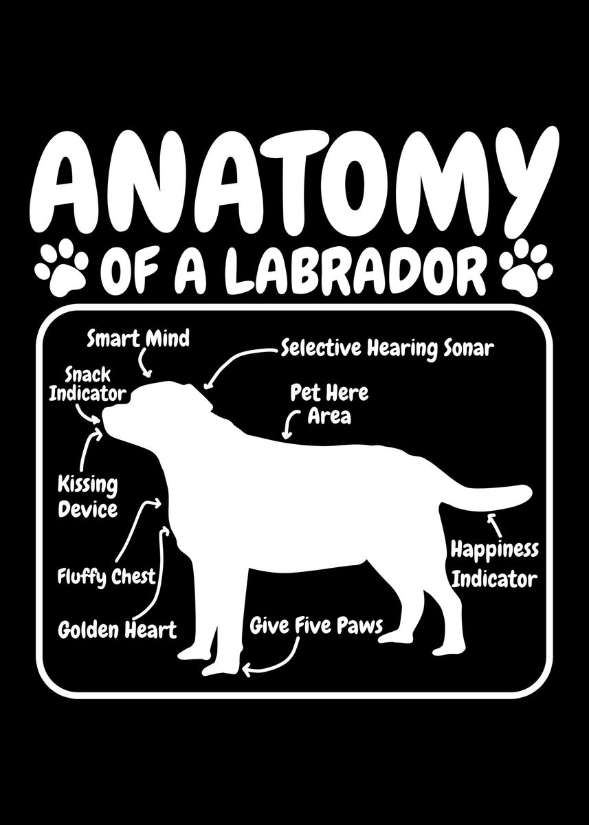'Labrador Dog Anatomy' Poster, picture, metal print, paint by ...