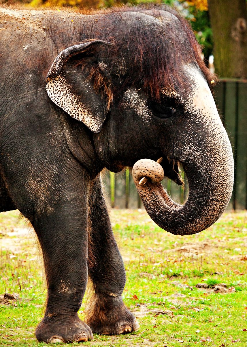 'Gorgeous Asian Elephant' Poster, picture, metal print, paint by Jane ...