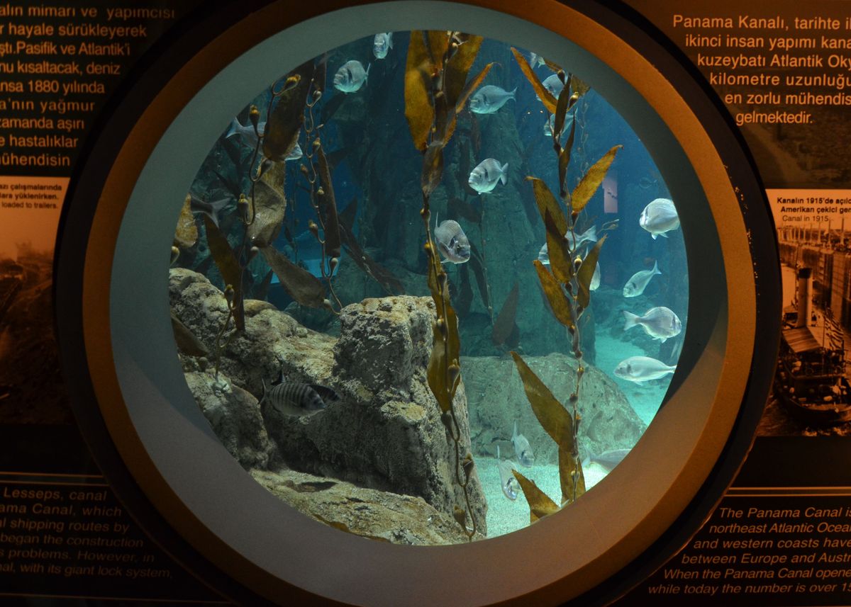 'Inside the sea life' Poster by ORIGINALABD | Displate