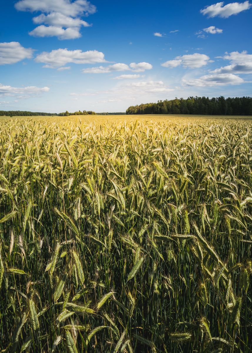 'Summer Fields' Poster by Nicklas Gustafsson | Displate