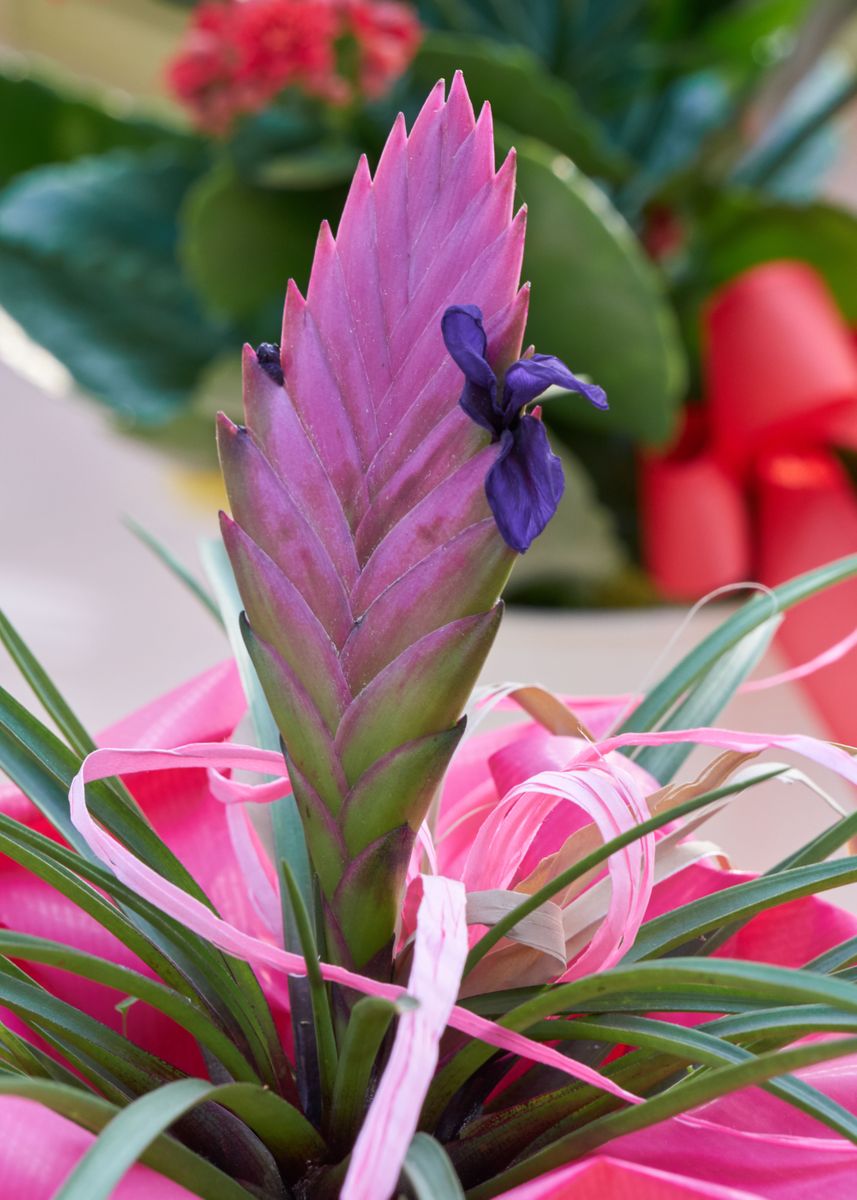 'vriesea carinata flower ' Poster, picture, metal print, paint by ...