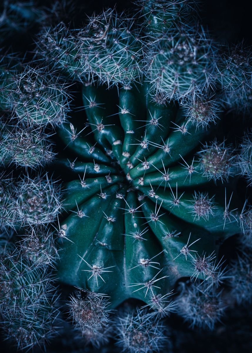 'Cactus in twilight' Poster, picture, metal print, paint by Nicole ...