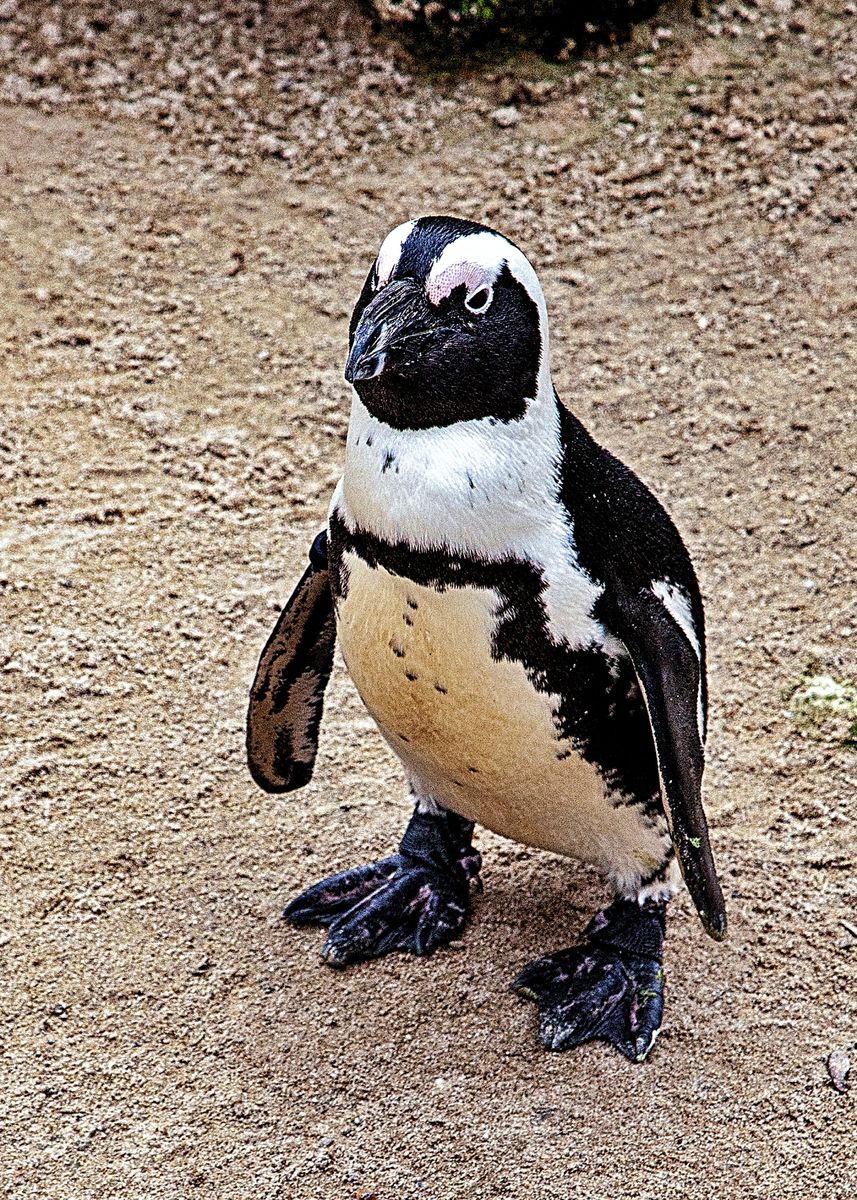 'Cute Penguin' Poster, picture, metal print, paint by Jane Lovering ...