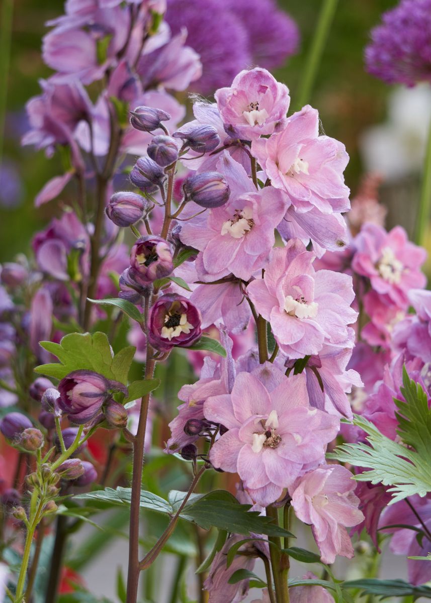 'red delphinium flower ' Poster, picture, metal print, paint by Ornella ...