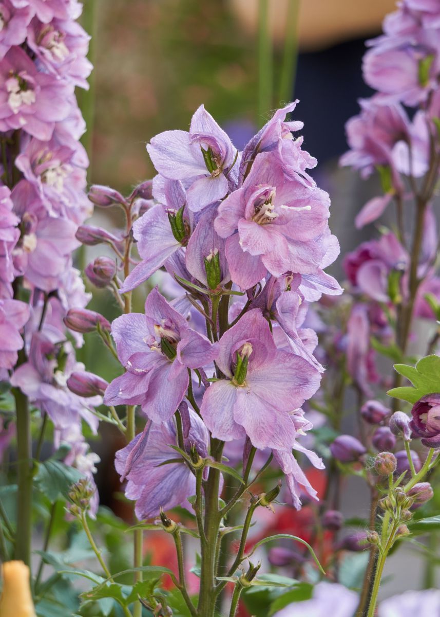 'red delphinium flower ' Poster by Ornella Bonomini | Displate