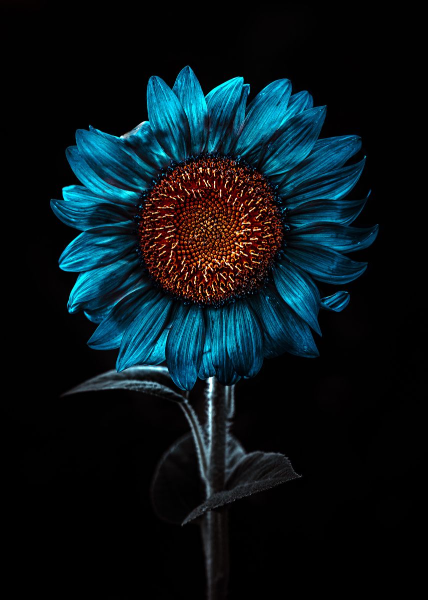 'Azure sun flower ' Poster, picture, metal print, paint by Wiktor ...