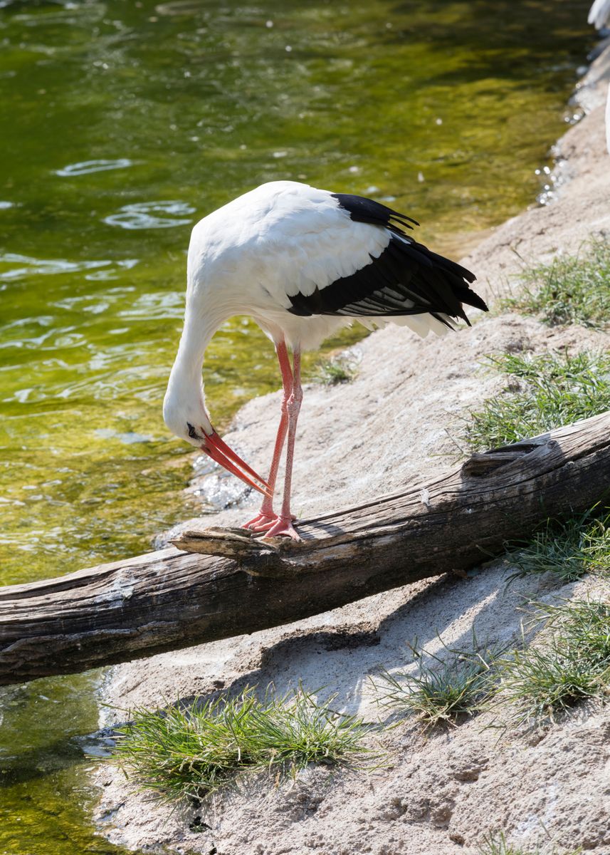 'white stork' Poster, picture, metal print, paint by Ornella Bonomini ...
