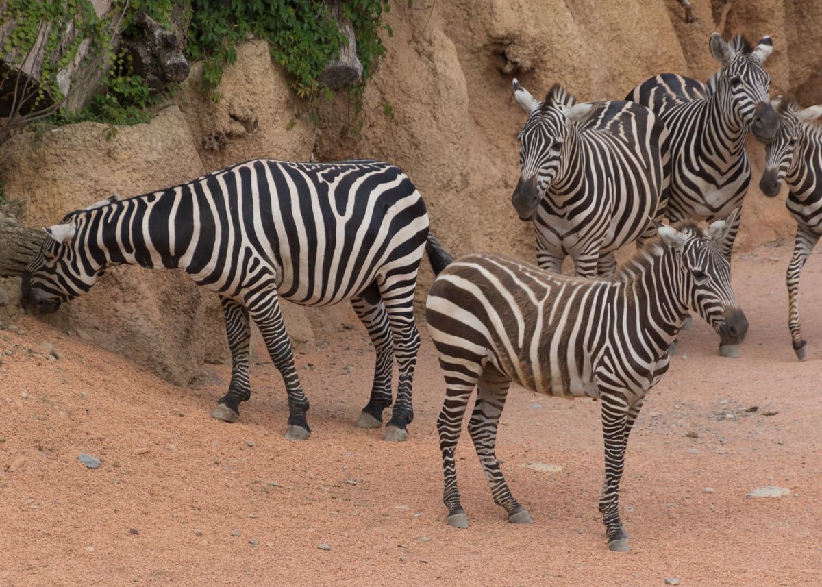 'zebra in the jungle' Poster by Ornella Bonomini | Displate