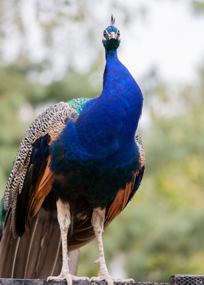 'peacock in the farm' Poster, picture, metal print, paint by Ornella ...