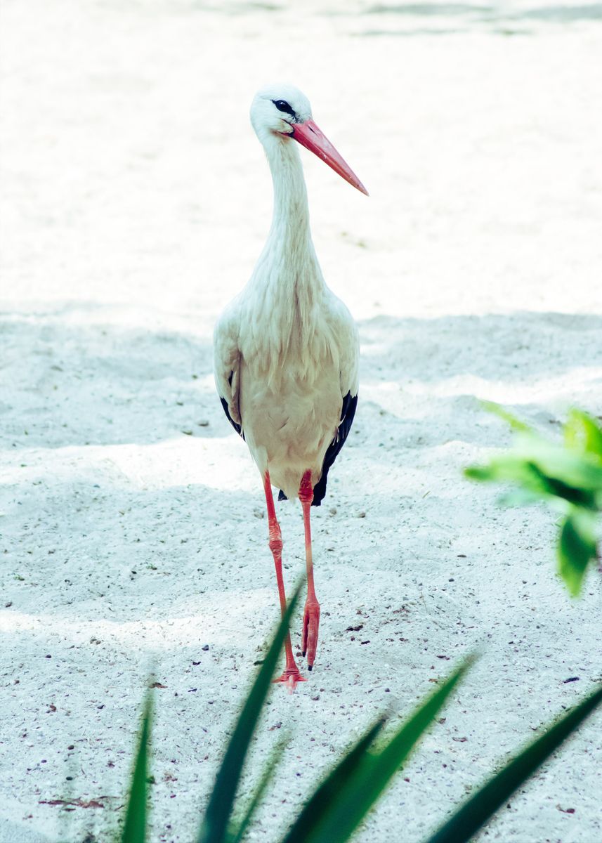 'stork poster' Poster, picture, metal print, paint by LAST LIGHT | Displate