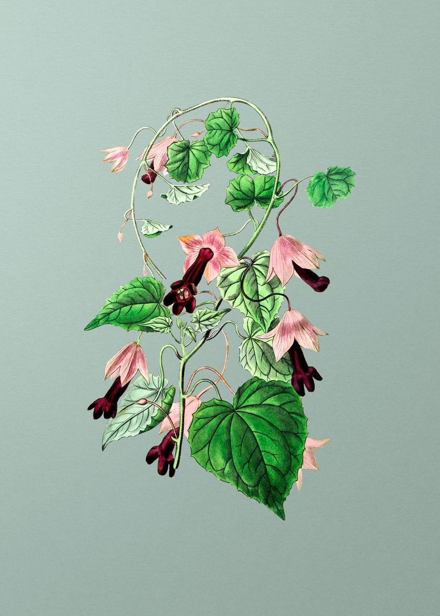 'Twinning Red Cloak Flower' Poster, picture, metal print, paint by Holy ...