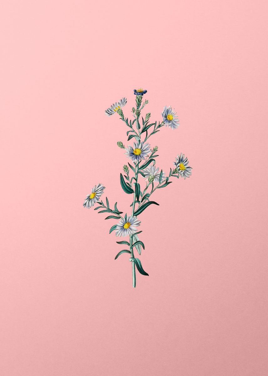 'Glaucous Aster Flower' Poster, picture, metal print, paint by Holy ...