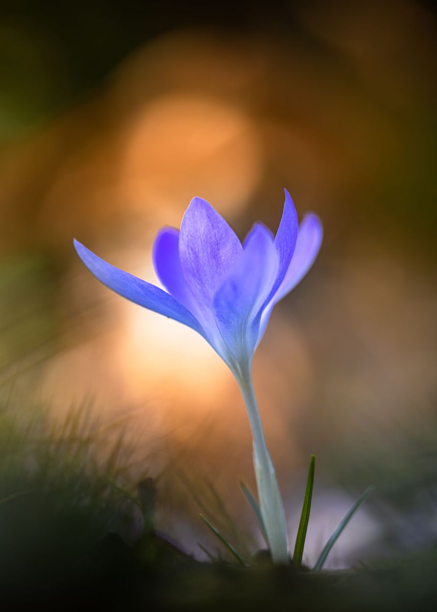 'Violet spring crocus ' Poster, picture, metal print, paint by Wiktor ...