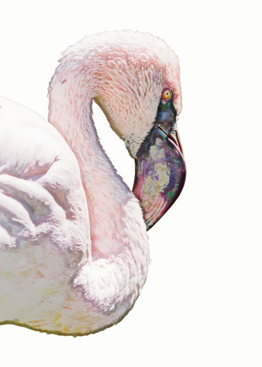 'lesser flamingo in the far' Poster, picture, metal print, paint by ...