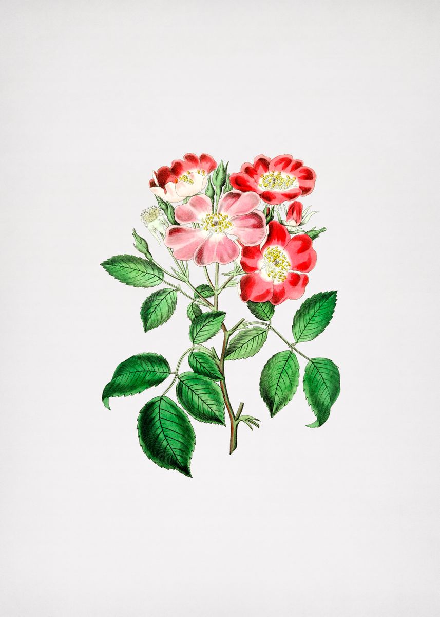 'Rose Clare Flower on Paper' Poster by Holy Rock Design | Displate