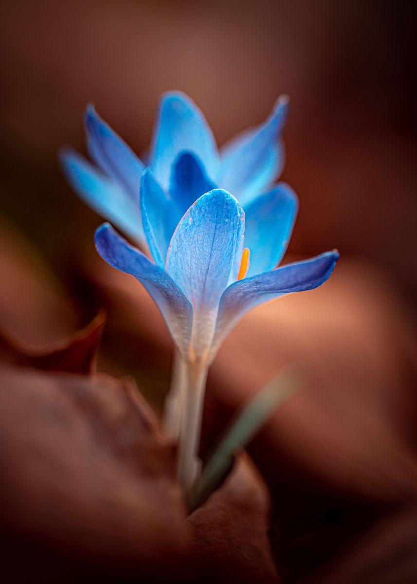 'Blue spring' Poster, picture, metal print, paint by Wiktor Borozdin ...