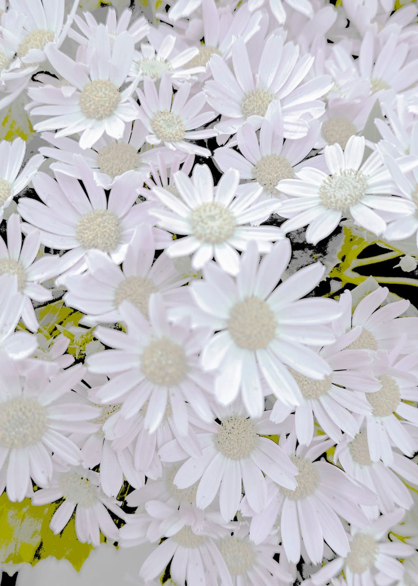 'daisy in bloom in spring' Poster, picture, metal print, paint by ...