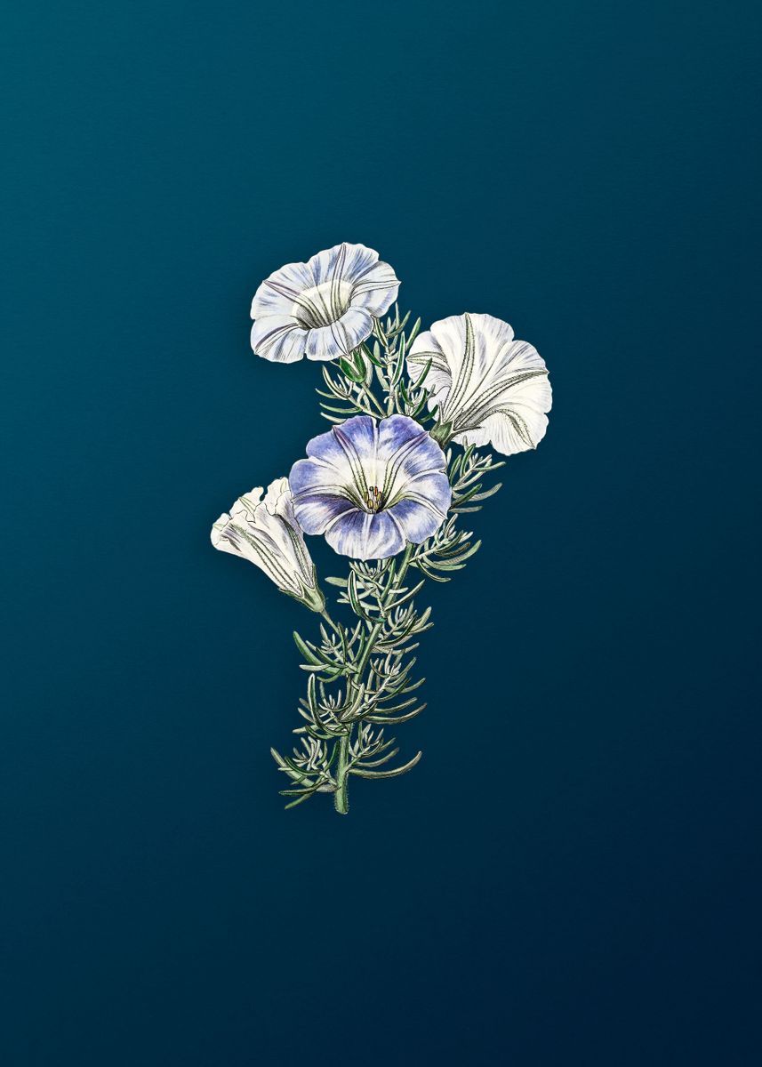 'Sky Blue Alona Flower' Poster, picture, metal print, paint by Holy ...