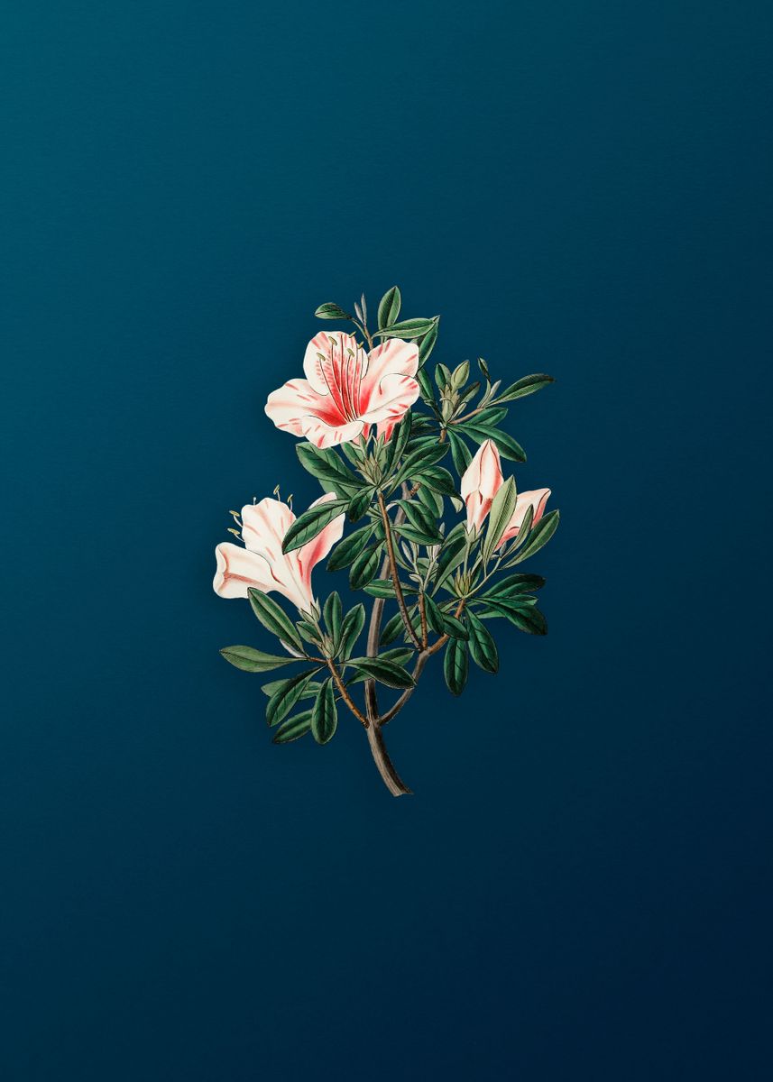 'Variegated Chinese Azalea' Poster, picture, metal print, paint by Holy ...