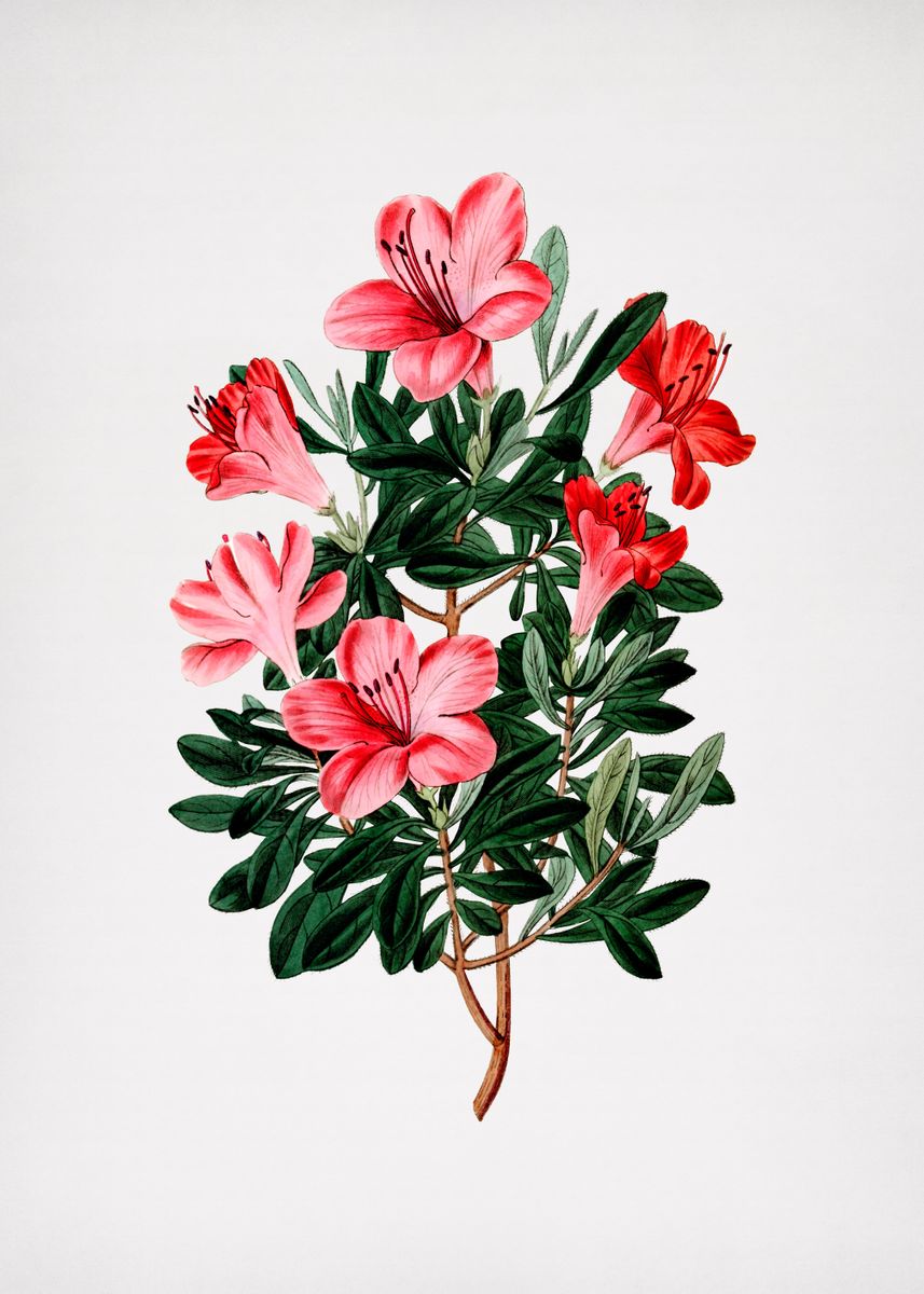 'Brick Red Chinese Azalea' Poster, picture, metal print, paint by Holy ...