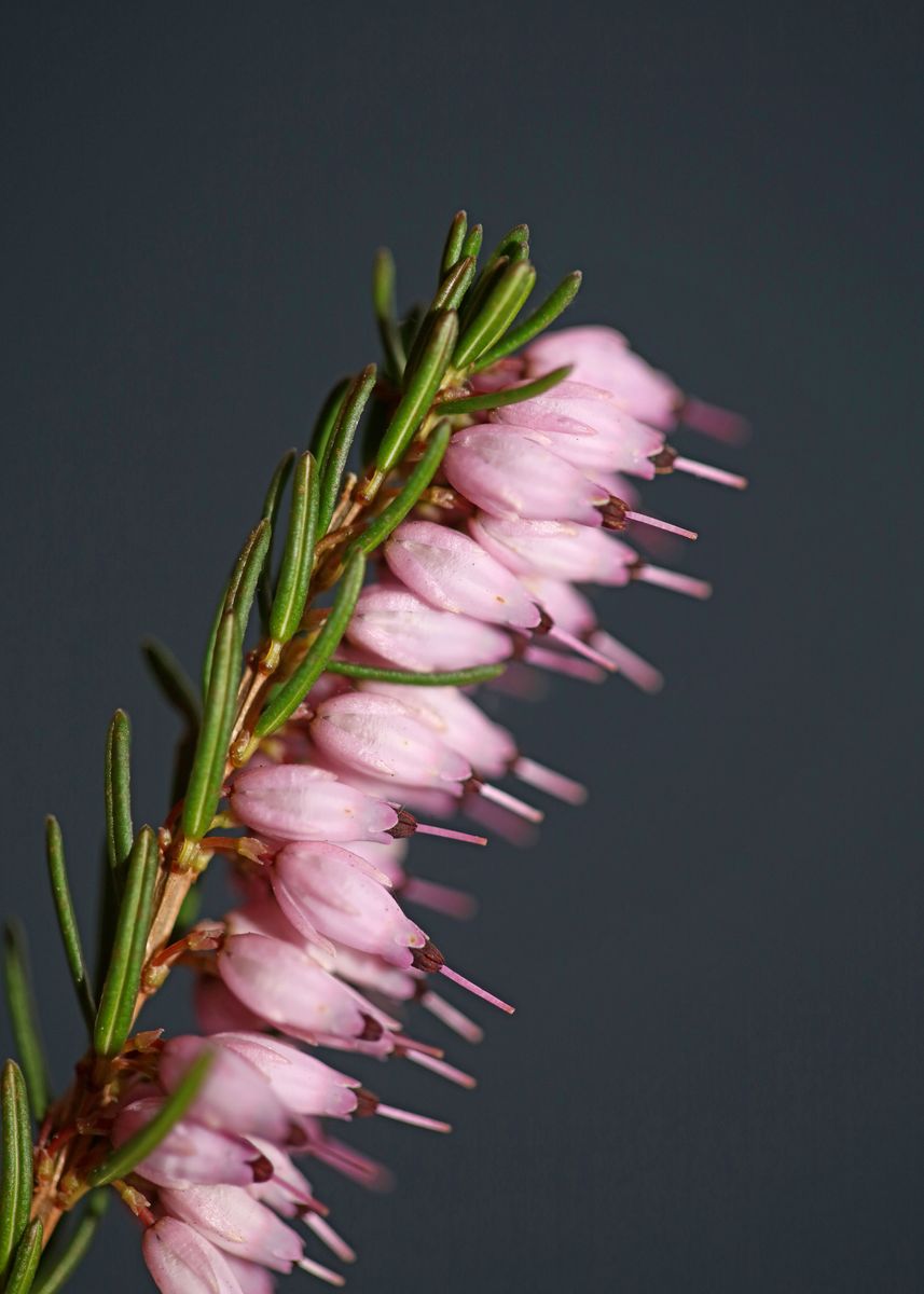 'Erica carnea blossoming' Poster, picture, metal print, paint by ...