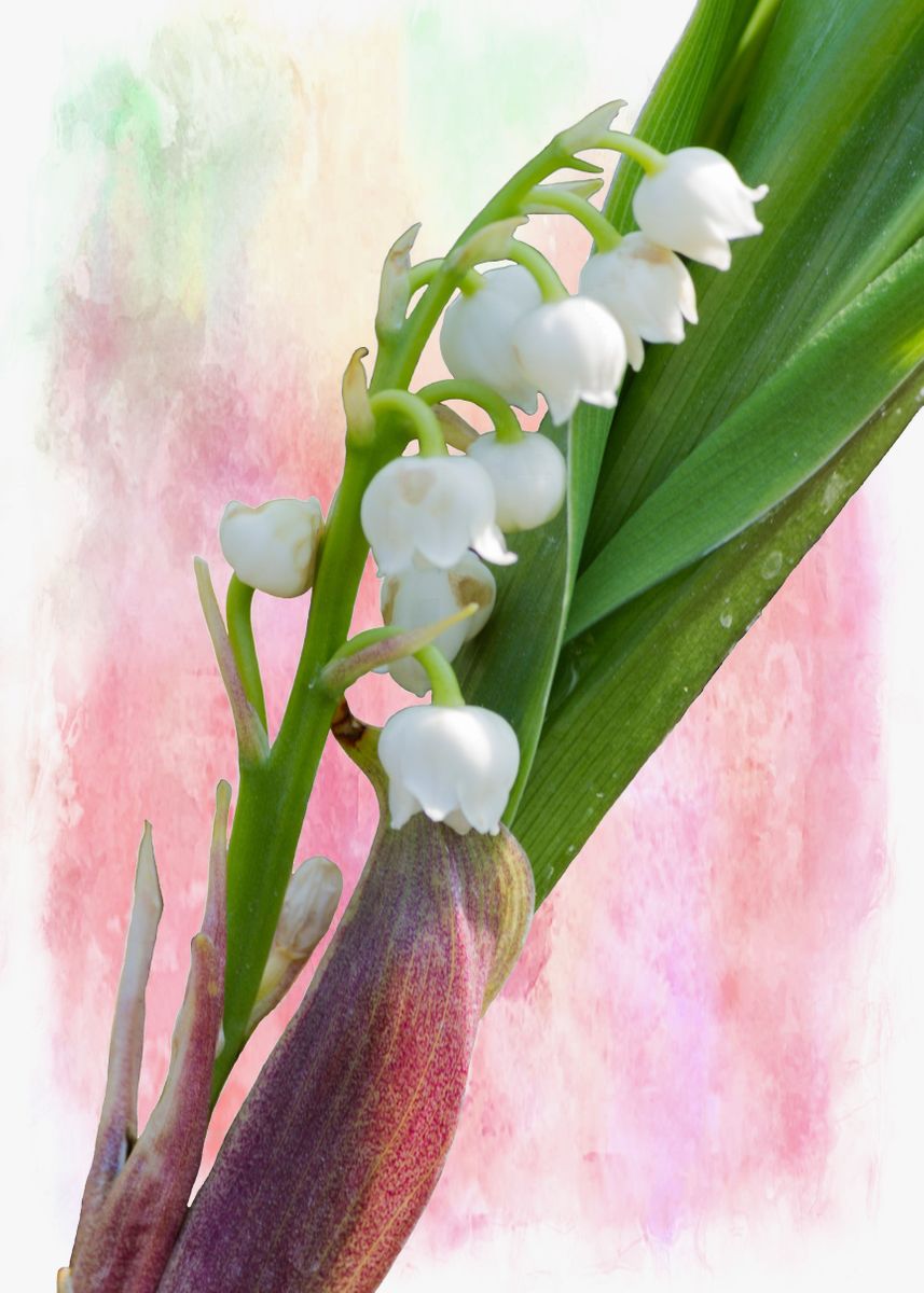 'thrush in the garden' Poster, picture, metal print, paint by Ornella ...