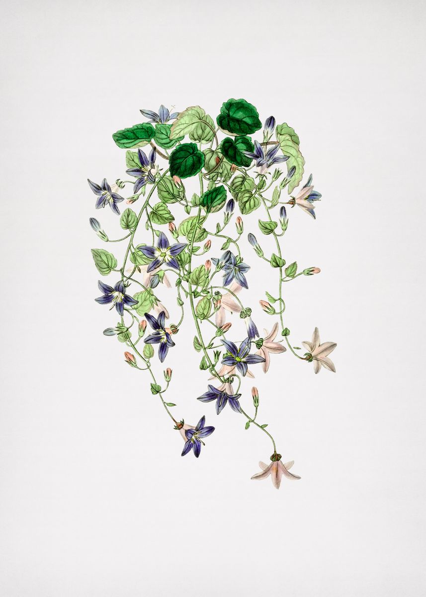 'Vintage Angelo Flower' Poster, picture, metal print, paint by Holy ...