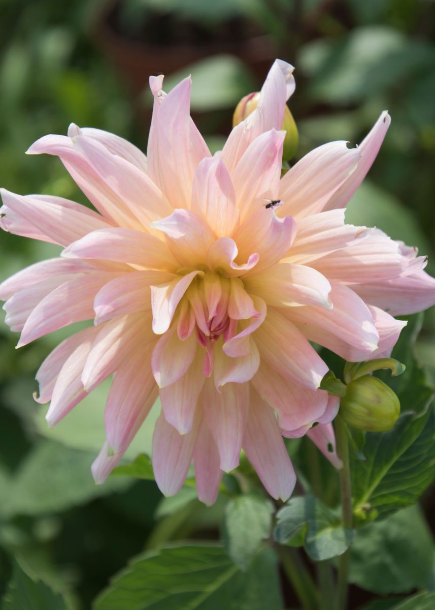 'dahlia in spring season' Poster by Ornella Bonomini | Displate