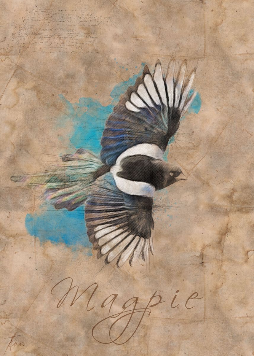 'Magpie' Poster, picture, metal print, paint by Petra Rommelfanger ...