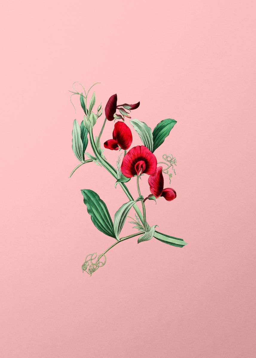 'Tangier Pea Flower on Pink' Poster by Holy Rock Design | Displate