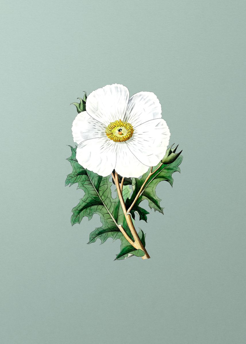 'Mexican Poppy Flower' Poster, picture, metal print, paint by Holy Rock ...