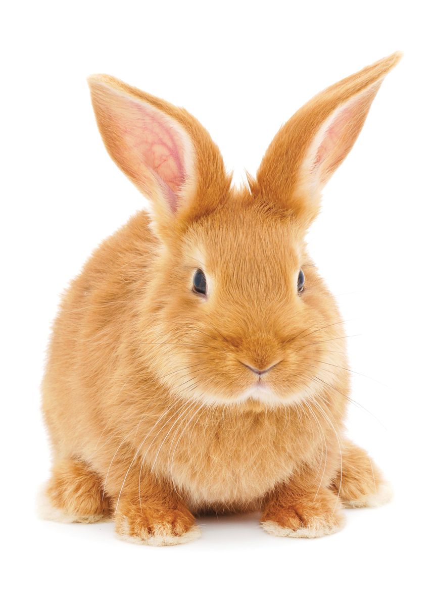 'Rabbit' Poster, picture, metal print, paint by Eudora | Displate