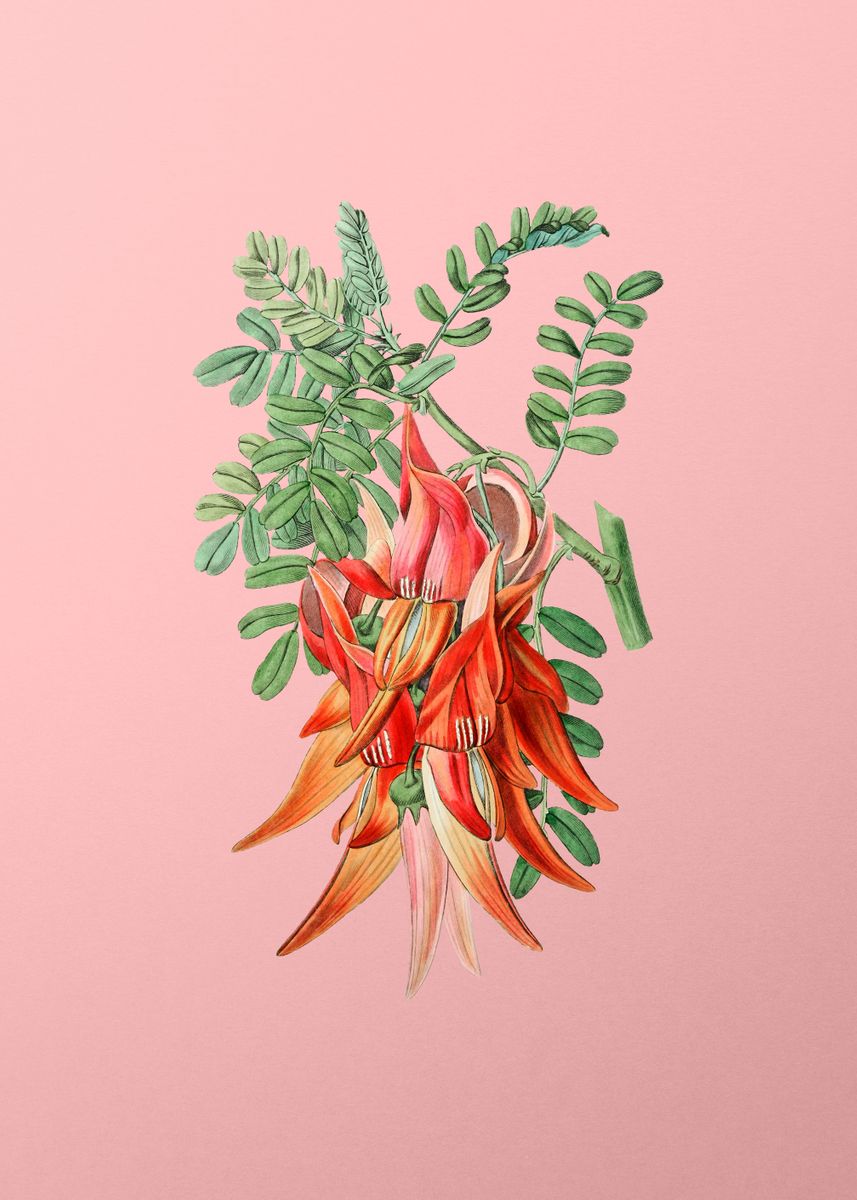 'Crimson Glory Pea Flower' Poster, picture, metal print, paint by Holy ...