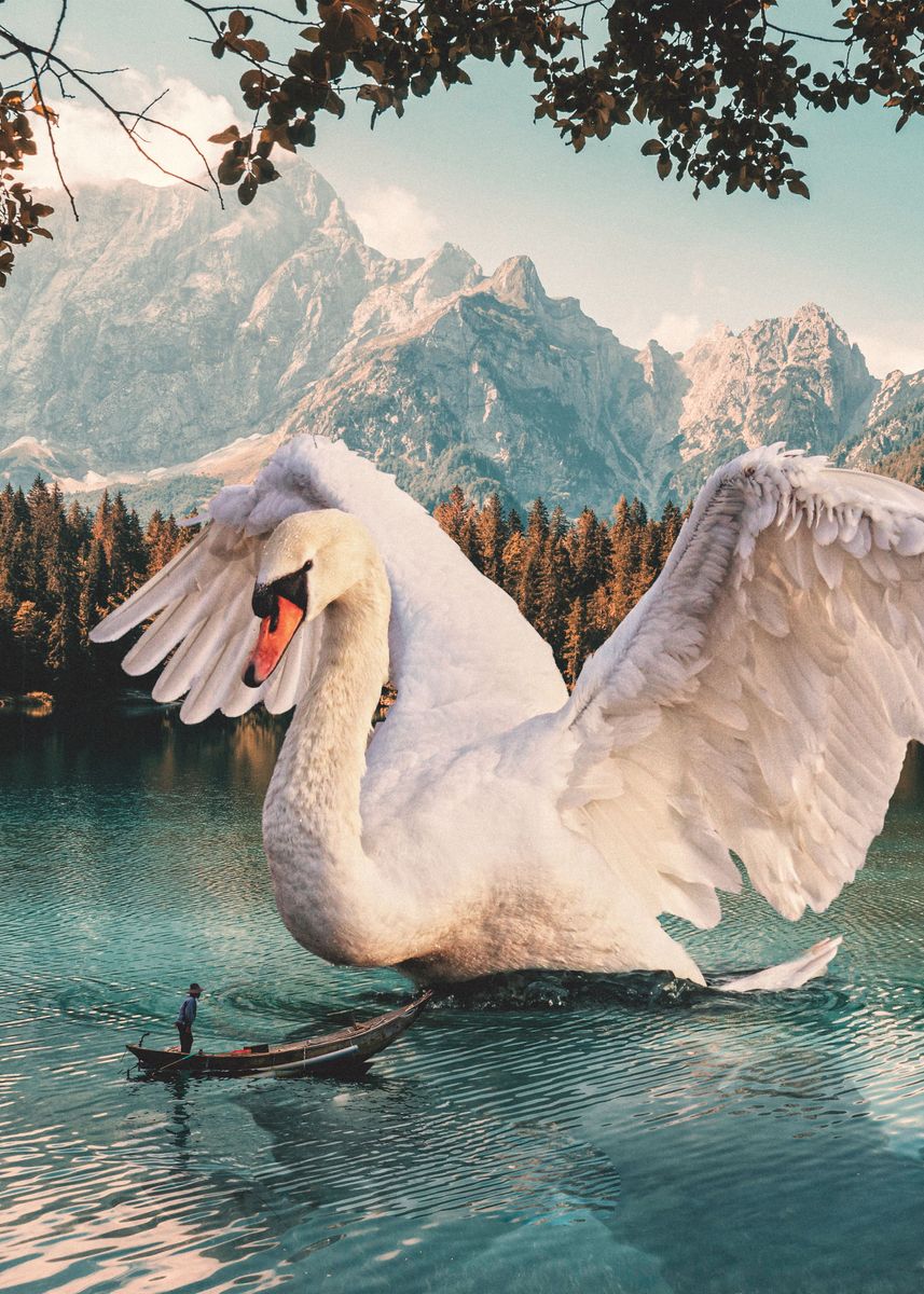 'SWAN' Poster, picture, metal print, paint by Ham | Displate