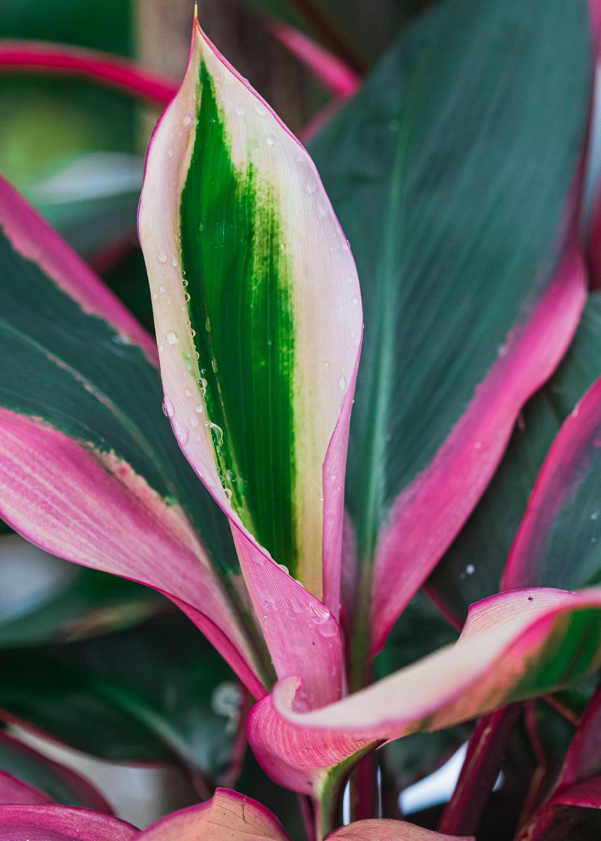 'Ti Plant' Poster, picture, metal print, paint by Nicole Bleck | Displate