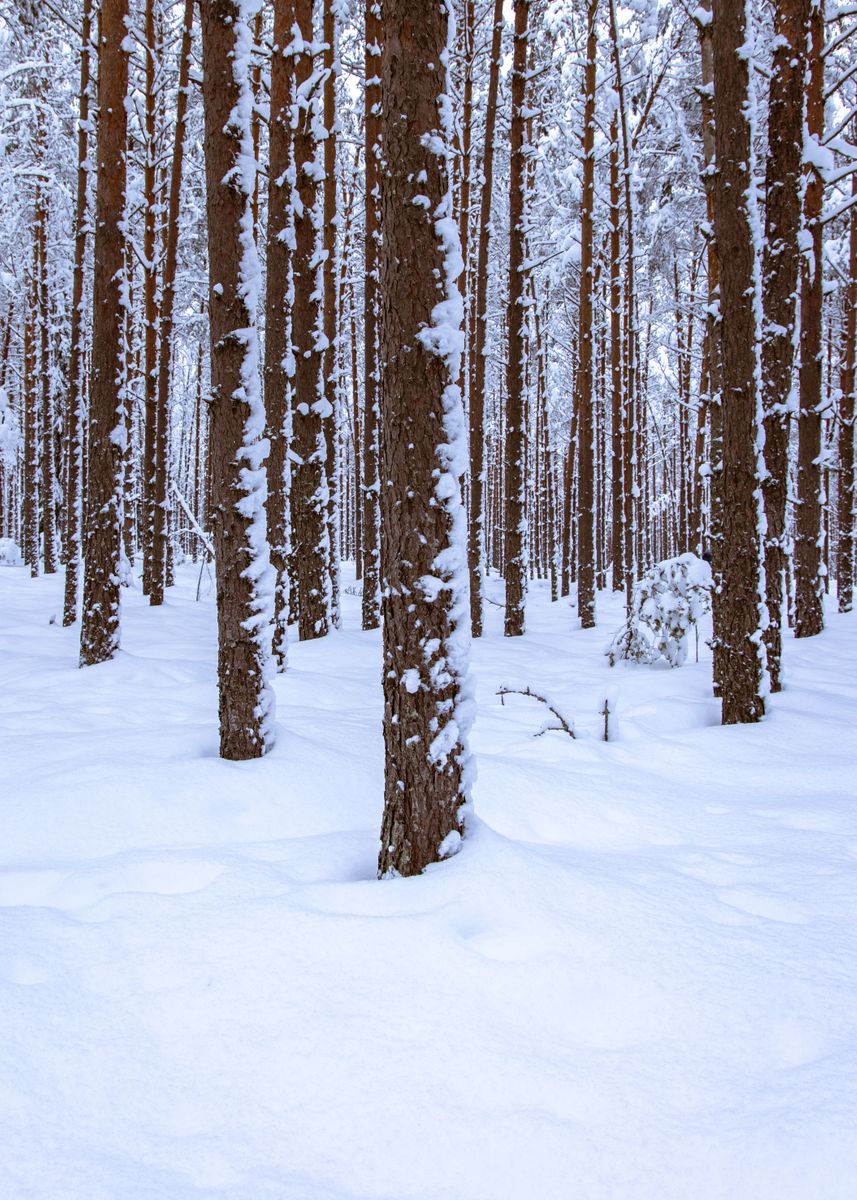 'Tree trunks' Poster, picture, metal print, paint by Formatura | Displate