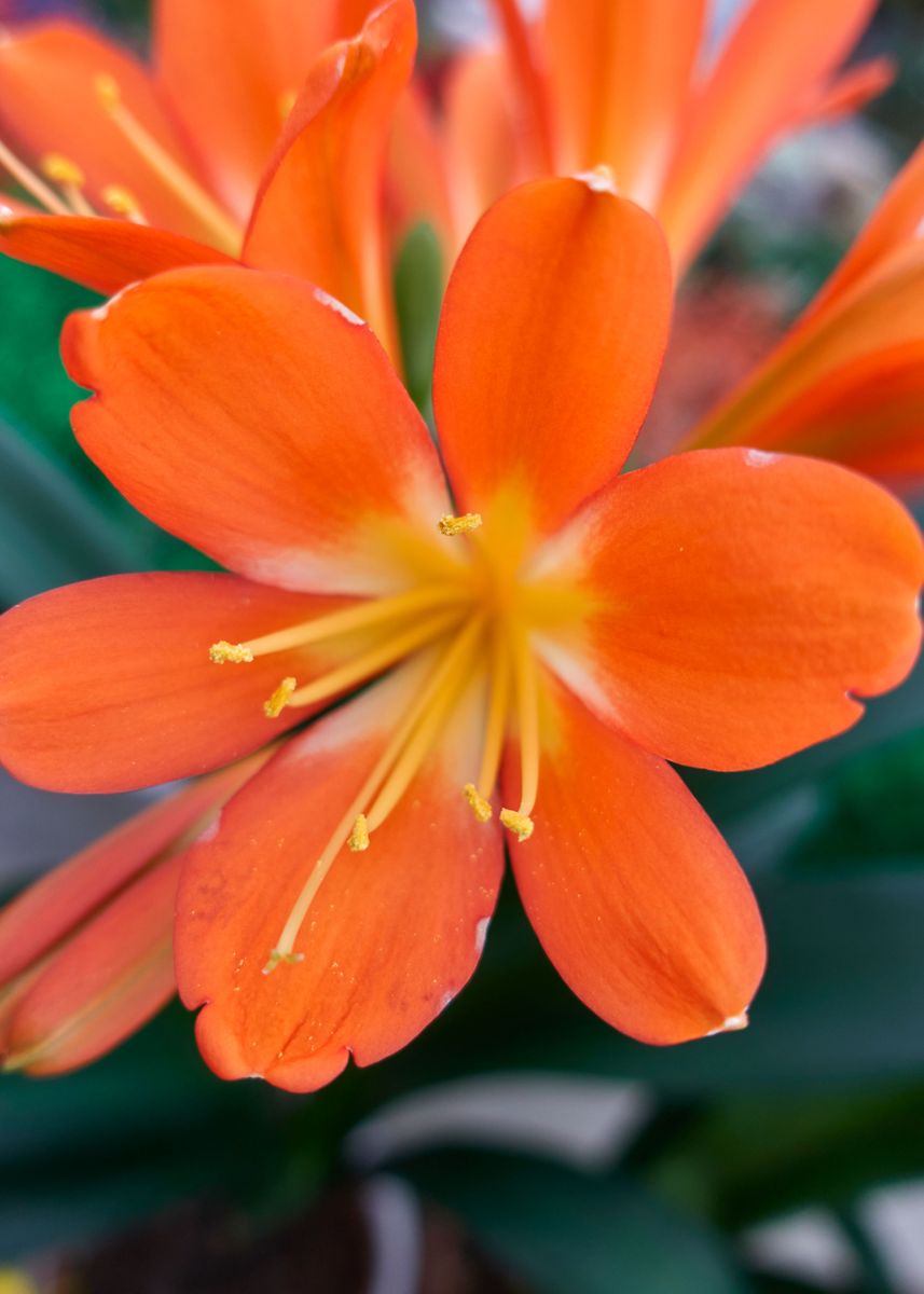 'clivia in the garden' Poster, picture, metal print, paint by Ornella ...