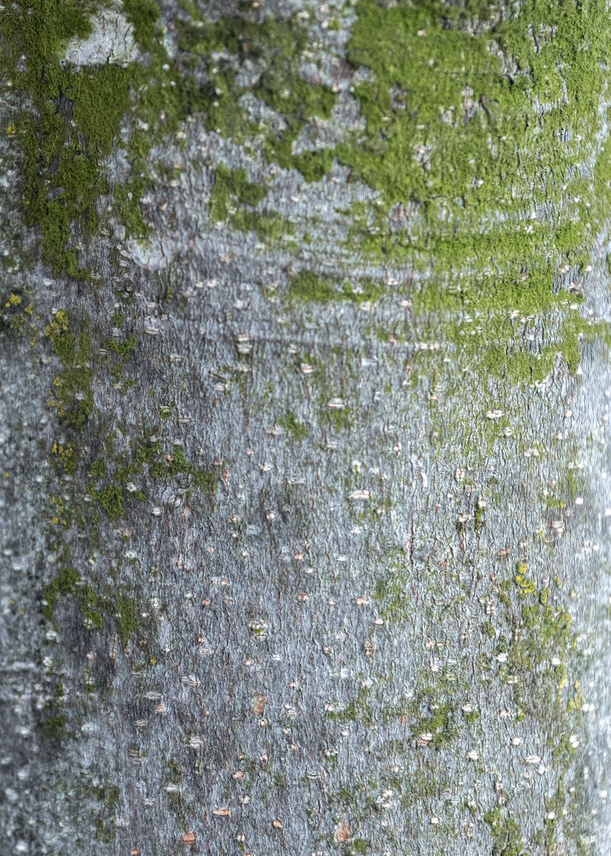 'tree trunk texturized ' Poster, picture, metal print, paint by Ornella ...