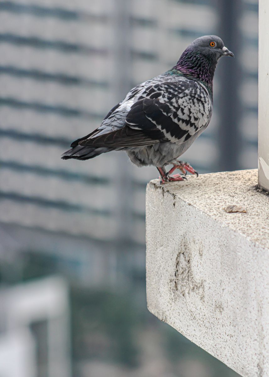 'One Edgy Bird' Poster, picture, metal print, paint by Space OdJobs ...