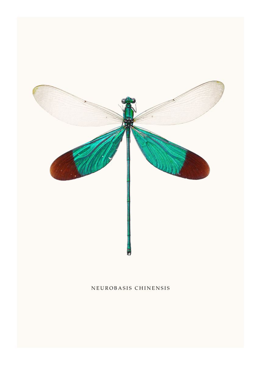 'Neurobasis Chinensis' Poster, picture, metal print, paint by Wildlife ...