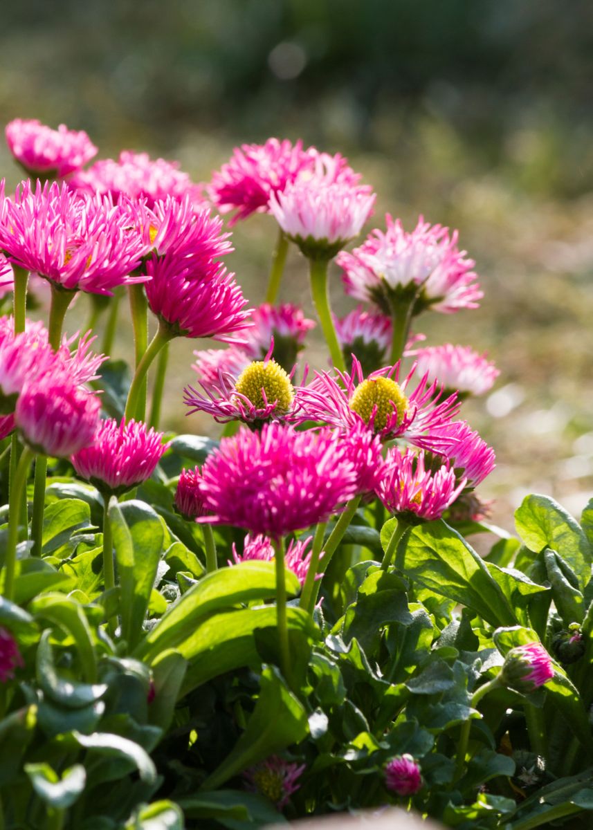 'bellis perennis daisy ' Poster, picture, metal print, paint by Ornella ...