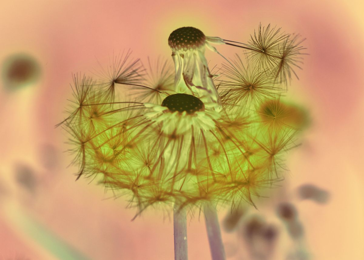 'New life' Poster by Snezana Lindskog | Displate