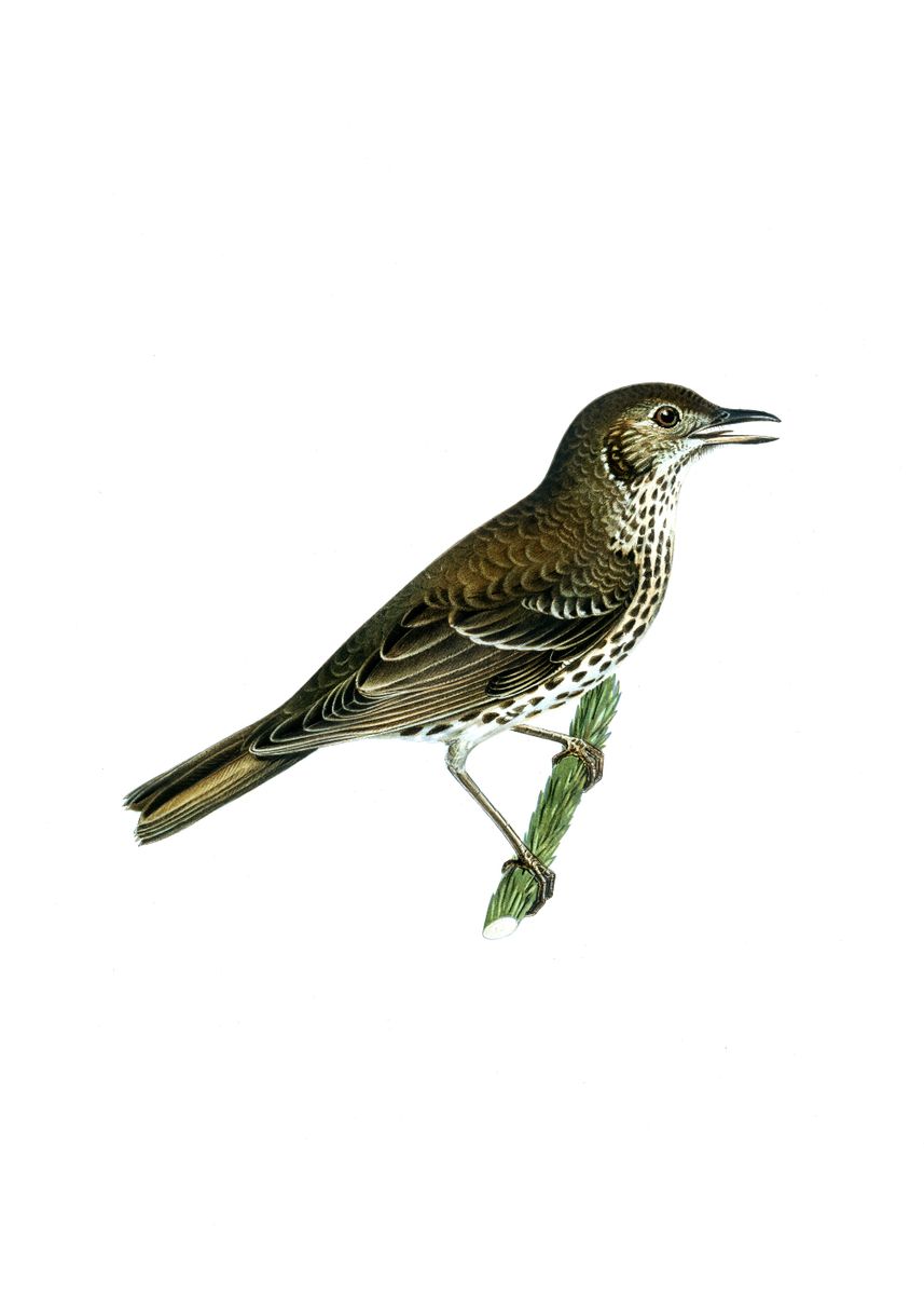 'Redwing Song Thrush Bird' Poster, picture, metal print, paint by Holy ...