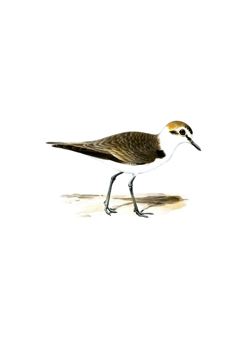 'Kentish Plover Bird' Poster, picture, metal print, paint by Holy Rock ...