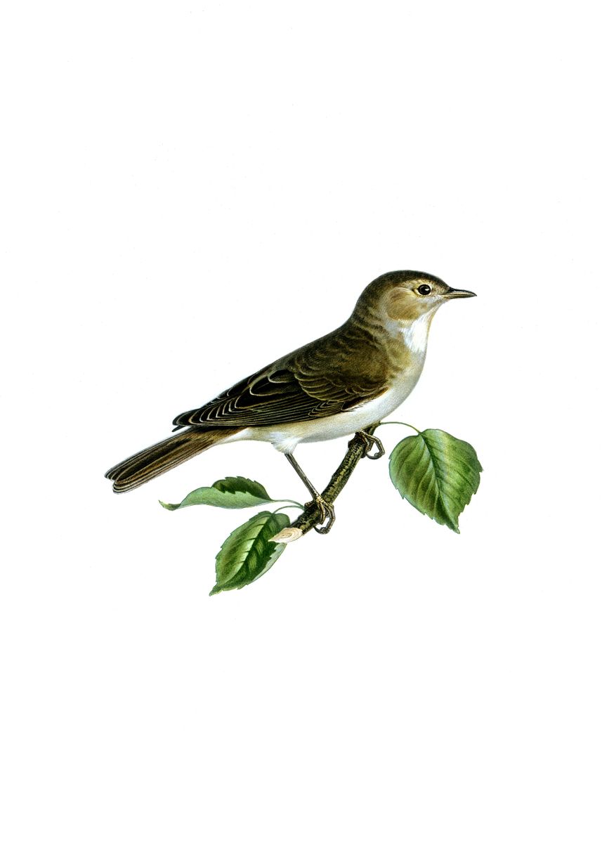 'Vintage Garden Warbler' Poster by Holy Rock Design | Displate