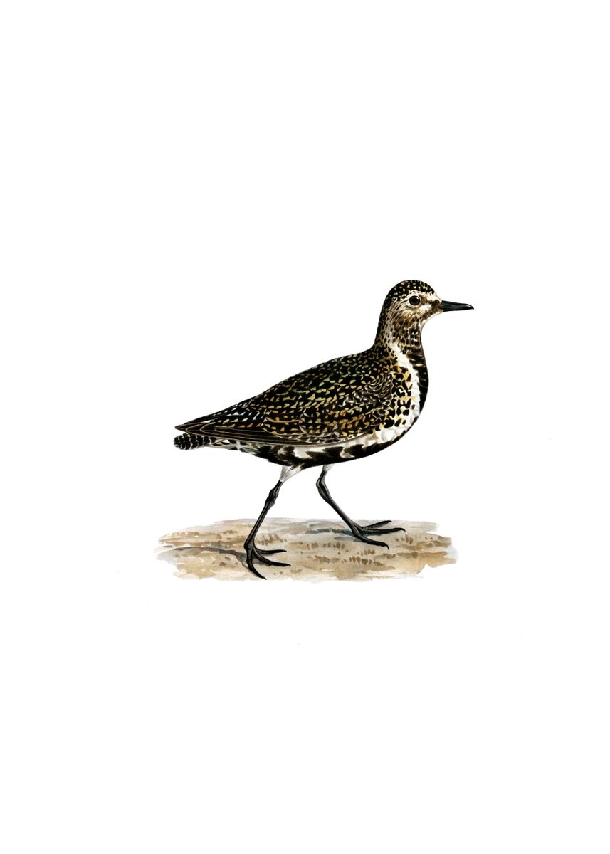 'European Golden Plover' Poster, picture, metal print, paint by Holy ...