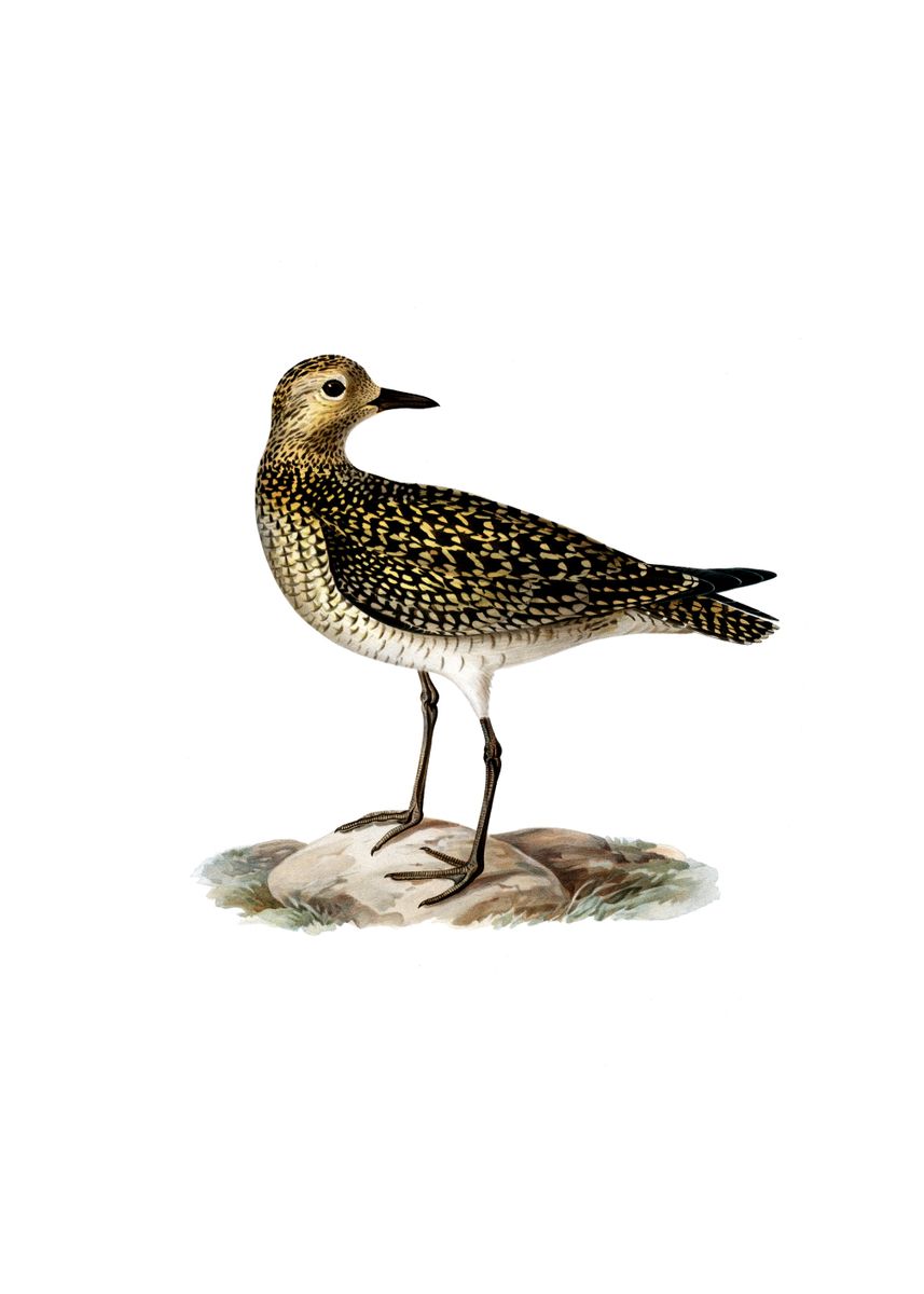 'European Golden Plover' Poster, picture, metal print, paint by Holy ...