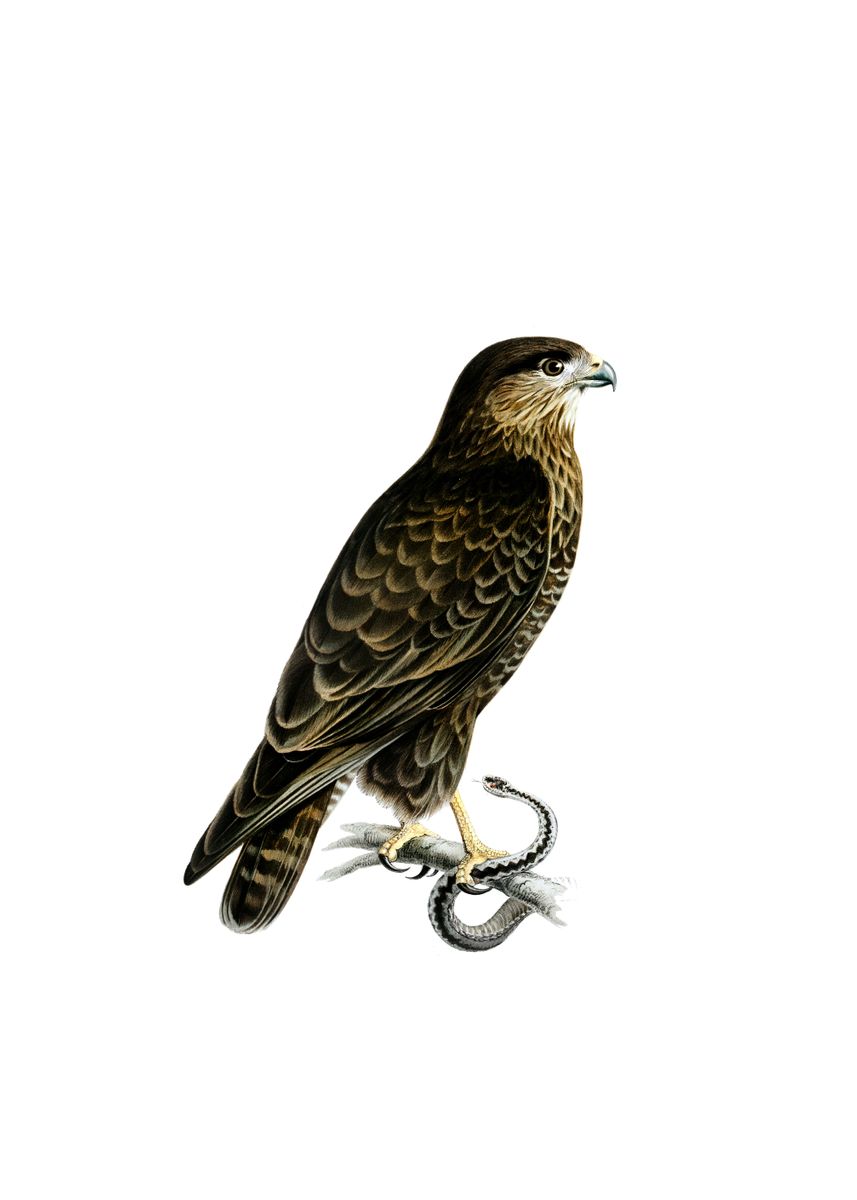 'Vintage Common Buzzard' Poster by Holy Rock Design | Displate