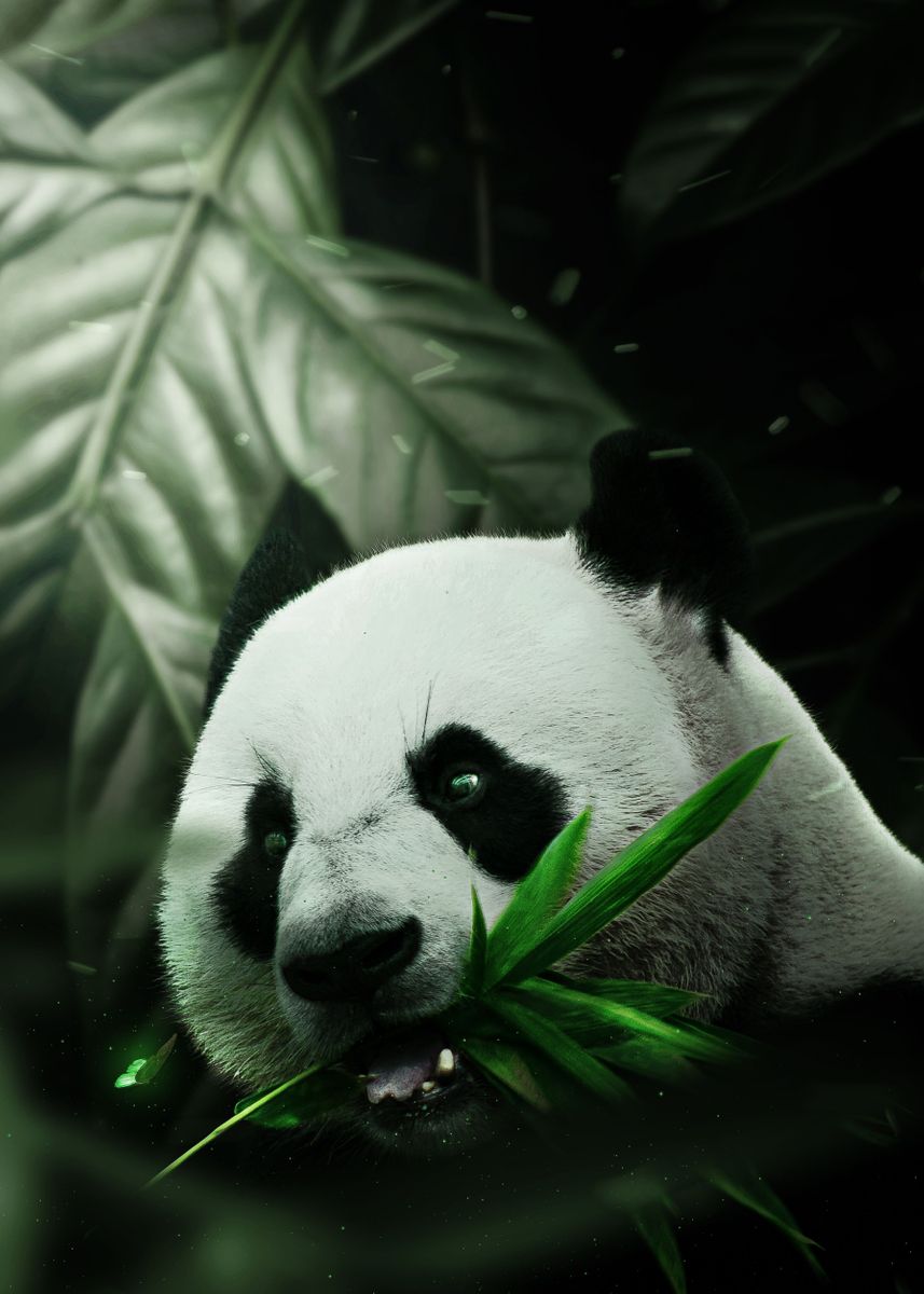 'Panda' Poster, picture, metal print, paint by Milos Karanovic | Displate