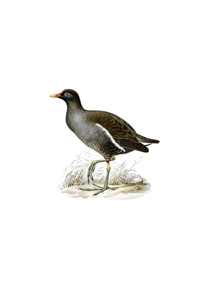 'Common Moorhen Bird' Poster, picture, metal print, paint by Holy Rock ...